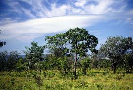 Uma Viagem Pelo Cerrado: Relevo Cerrado