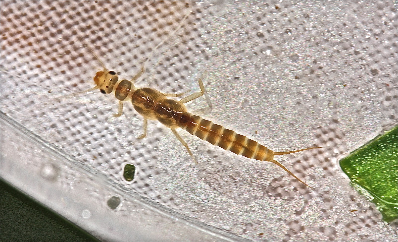 Aquatic Insects of Central Virginia: Chloroperlidae (Green Stonefly ...