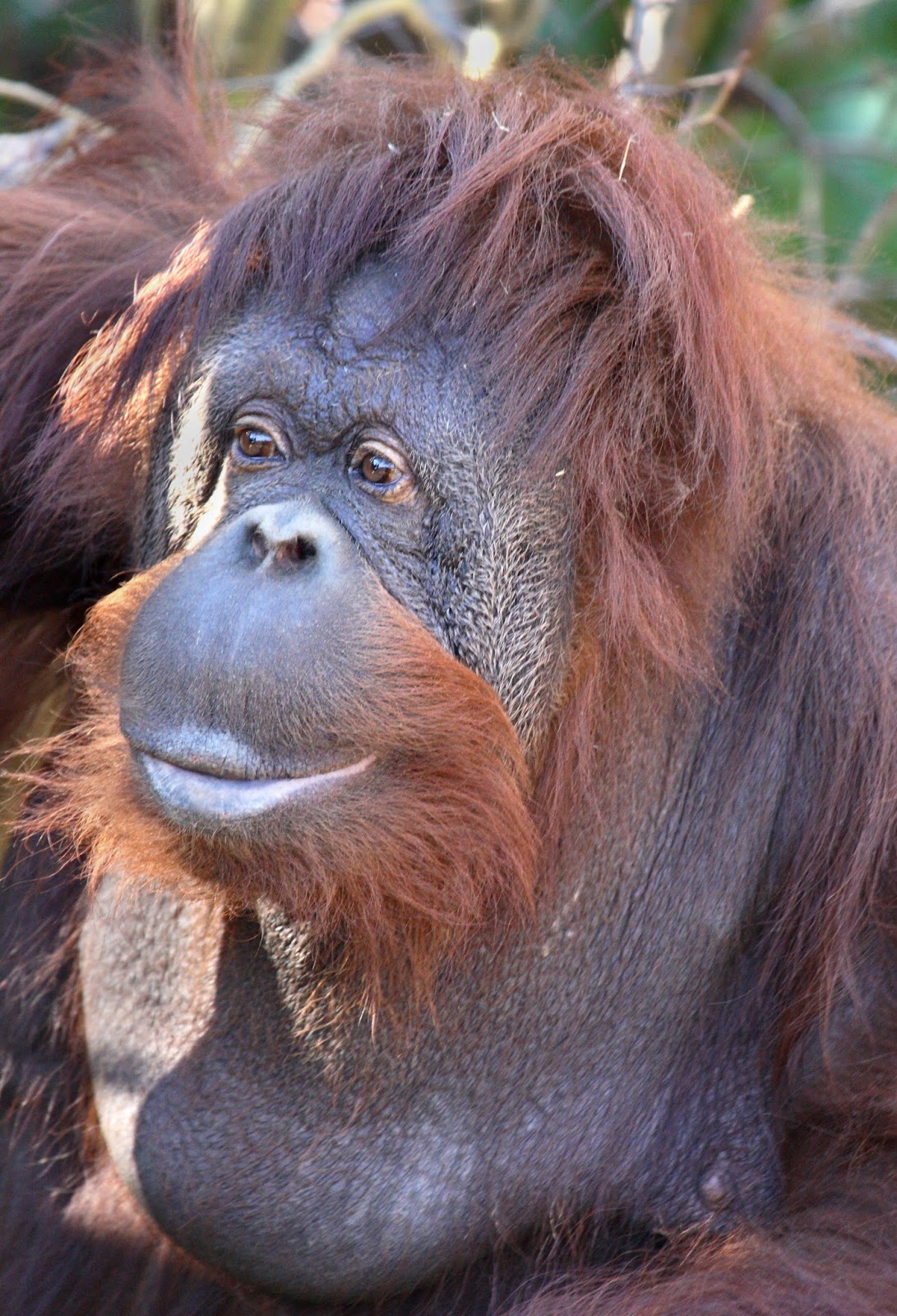 Chinta the orangutan celebrates her milestone 50th birthday! - Great ...