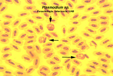 Blog Belajar IPA SMP: Kingdom Protista