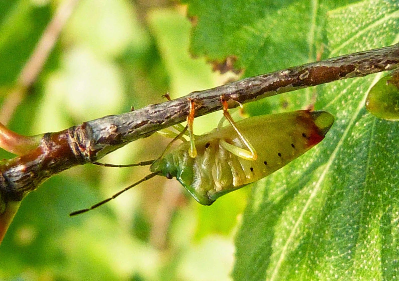 Insects of Scotland: True Bugs
