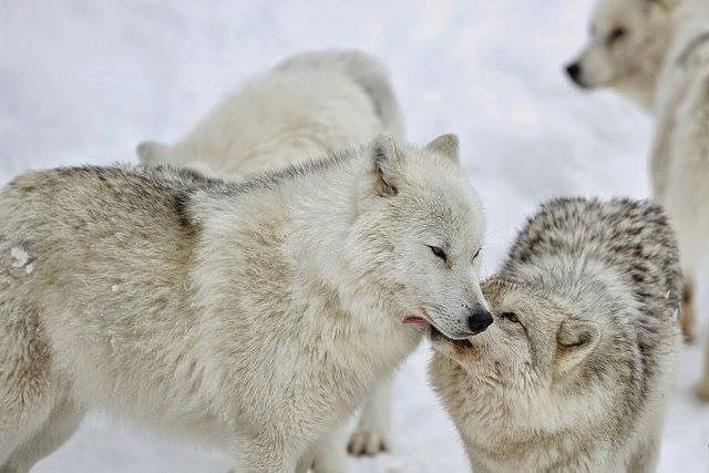 White Wolf : Amazing video footage of Arctic/Antarctic animals in action