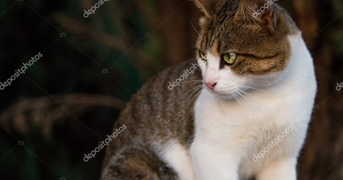 El Blog de El Divino: Dora Alonso – Este era un gato pardo