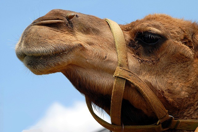 12 Interesting facts about Camels | Facts About All