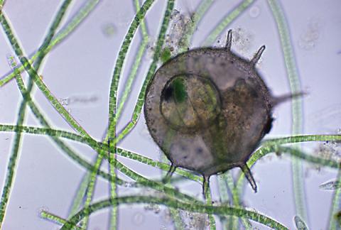 Variety of Life: Centropyxiidae