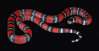 Diary of a Mad Pet Enthusiast: Species of the Day: Andean Milk Snake