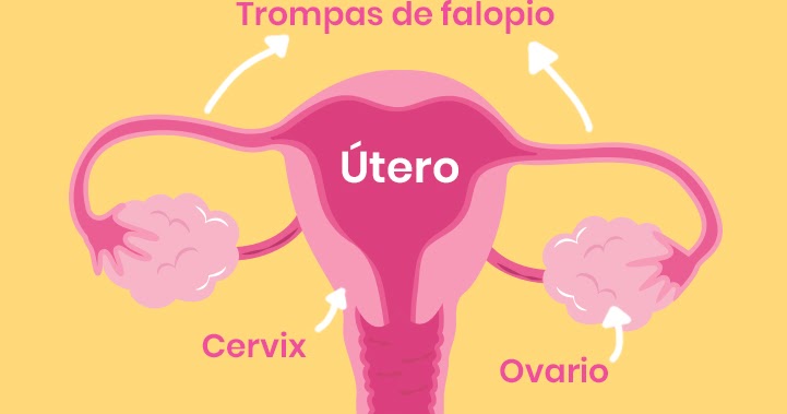APRENDIENDO CADA DÍA CON TU OBSTETRA: ¿CONOCES TU ÚTERO?