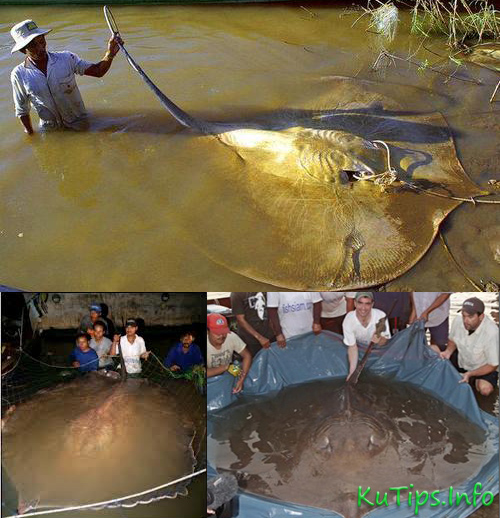 7 Hewan Prasejarah yang Masih Ada Sampai Sekarang - tadungkung