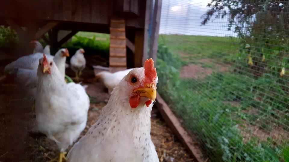 The American Haggard Housewife: About Our Life