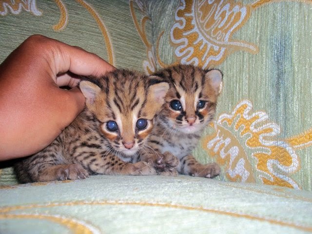 44+ Gambar Kucing Hutan