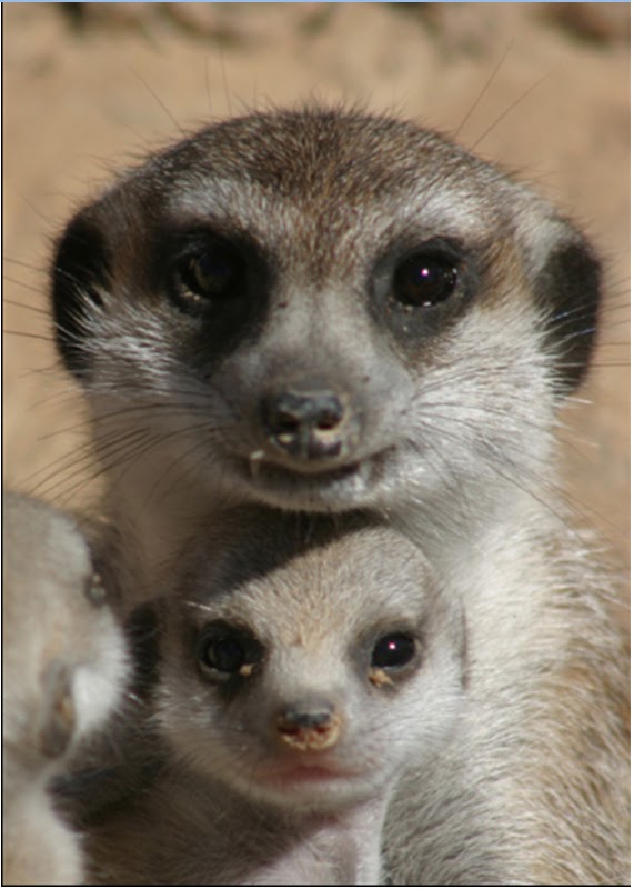 tropicalia: "fauna, algumas espécies"