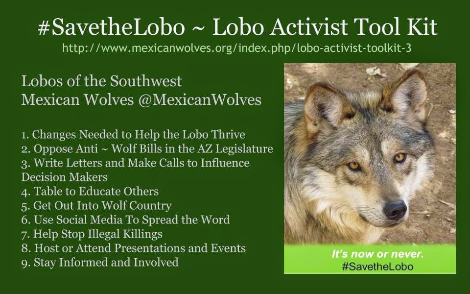 ERIPE LUPUS: MEXICAN GRAY WOLVES