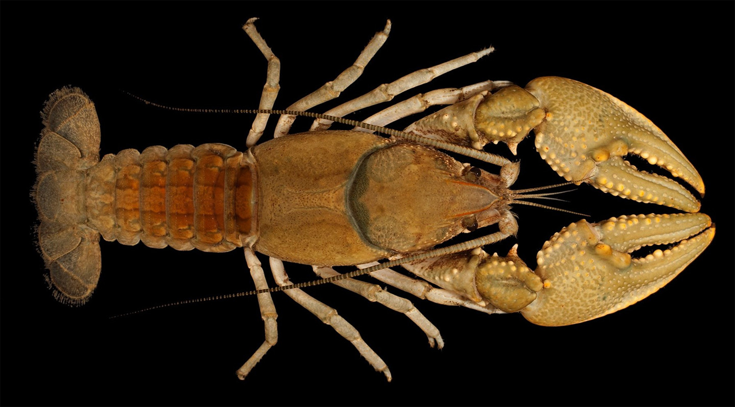 Species New to Science: [Crustacea • 2017] A Case of Appalachian ...