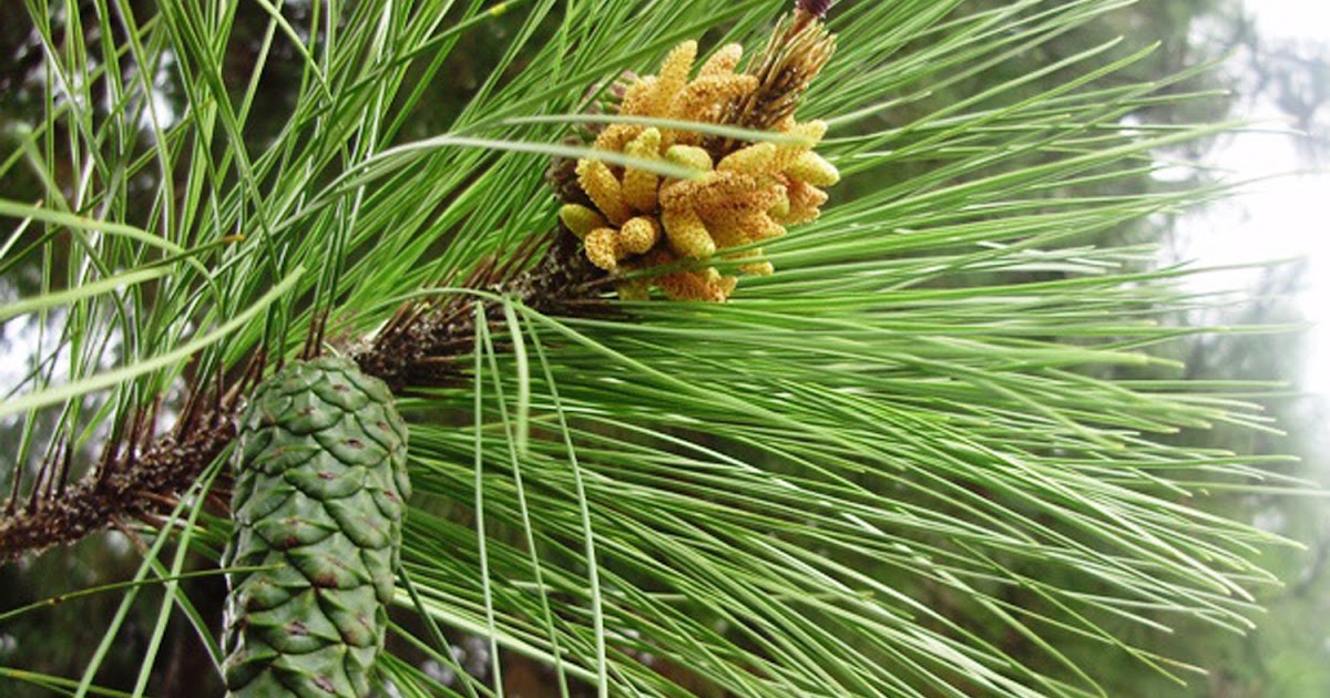 PINUS MERKUSII ~ Ddayip dokumen