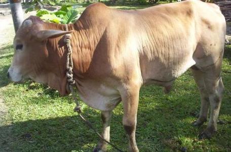 Tujuan Menternak Lembu Di Malaysia | Www.SeluasLautan.Com