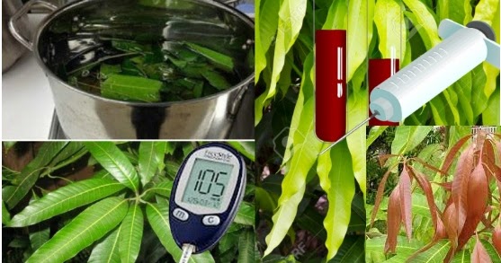 DiabetesSiSeCura: Beneficios De La Hoja De Mango