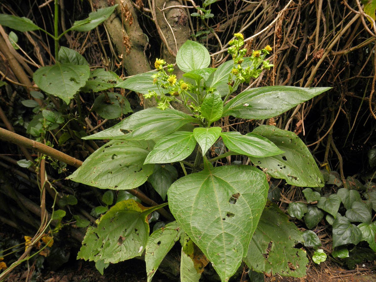 Palmas, arbustos y arboles nativos campus UN: Arboloco - Smallanthus ...