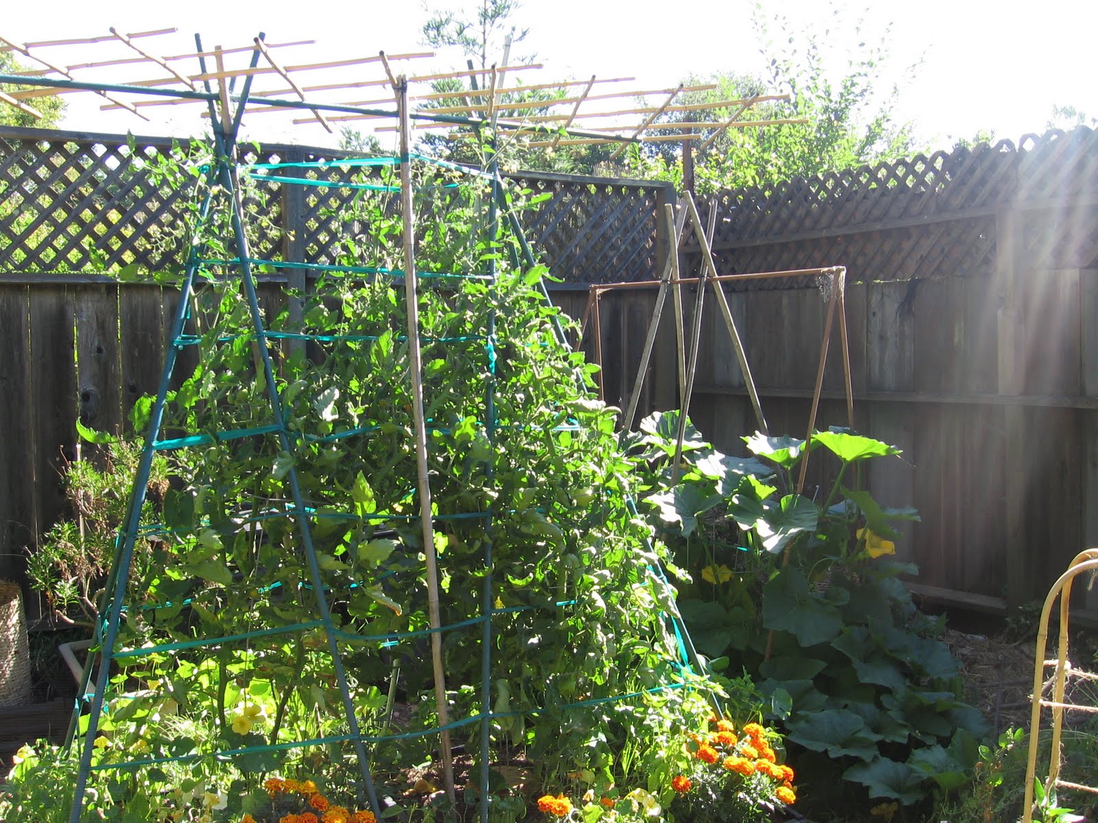 BB's Bountiful Backyard: Better Boy!