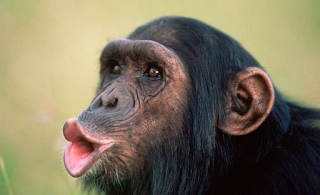 SOUNDSCAPE EXPLORATIONS: Research: Animals and acoustic Communication