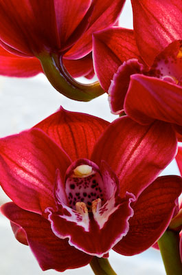 Photography: Andy Small