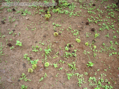 angel turned blogger*: sunday farmday: part one - super late post