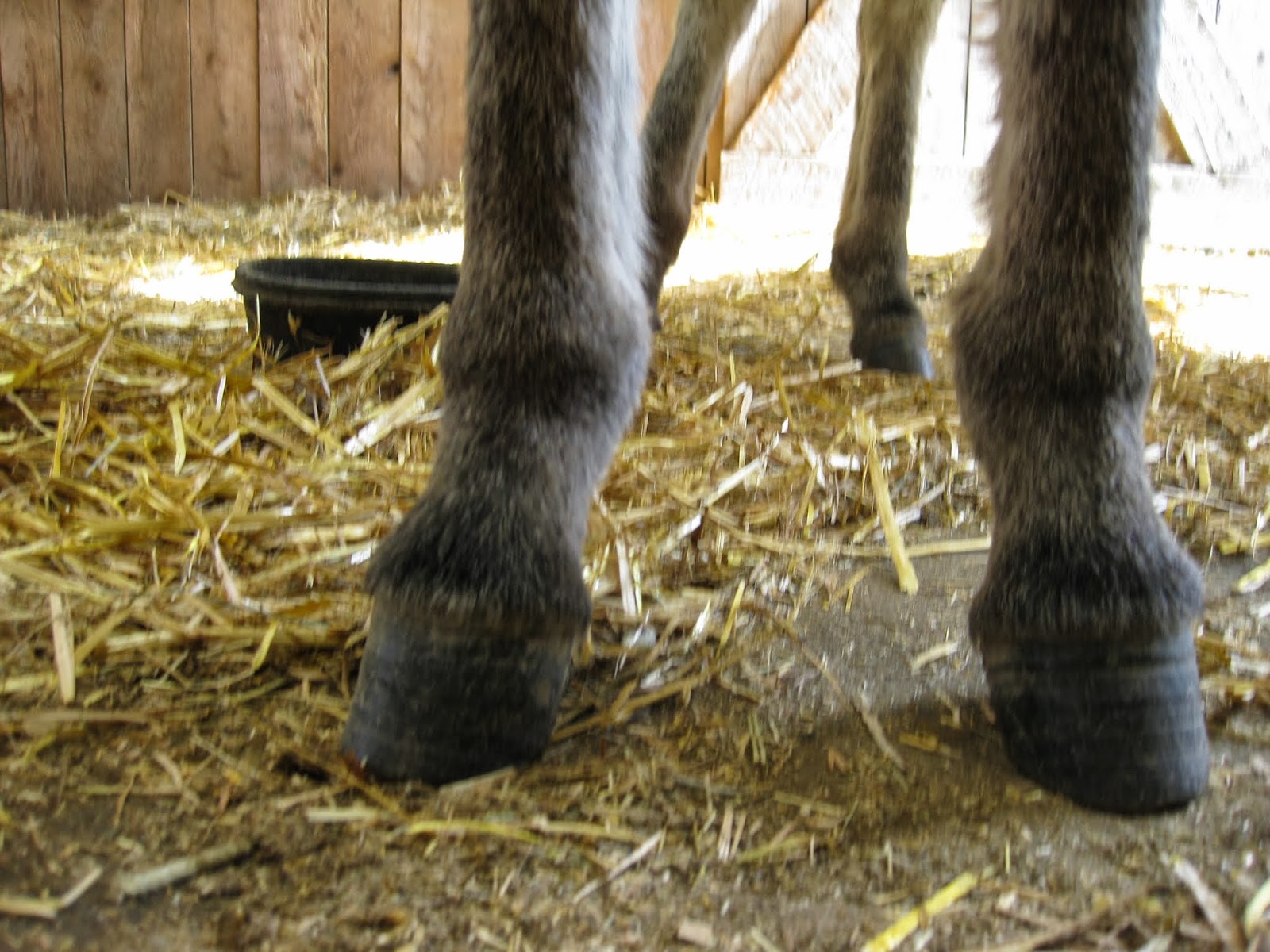 The Dancing Donkey: Donkey Feet - Emma