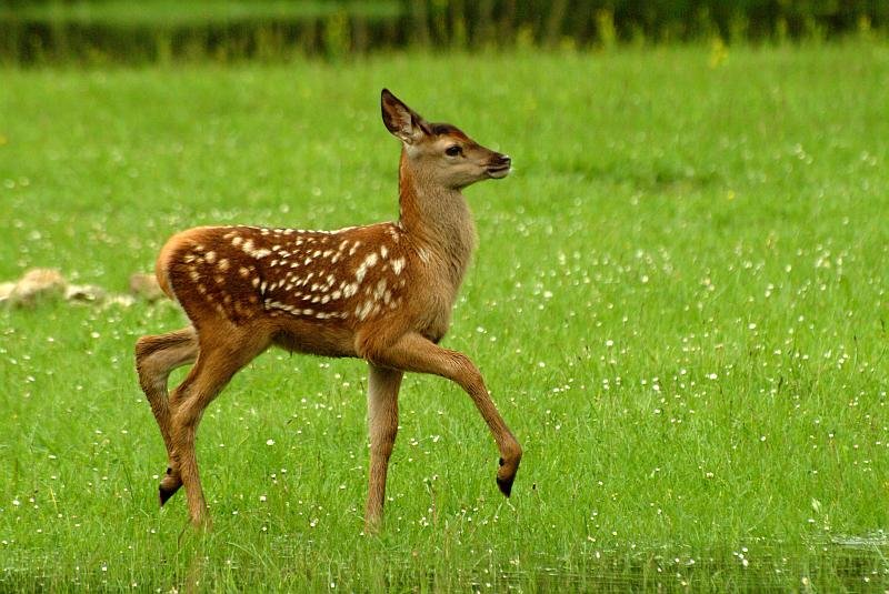 Amici animali - GoVegan: [Scheda] Cerbiatto