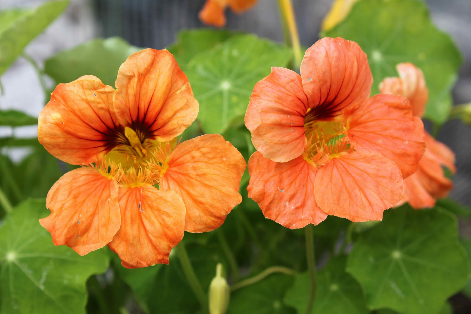 Nasturtium Flower