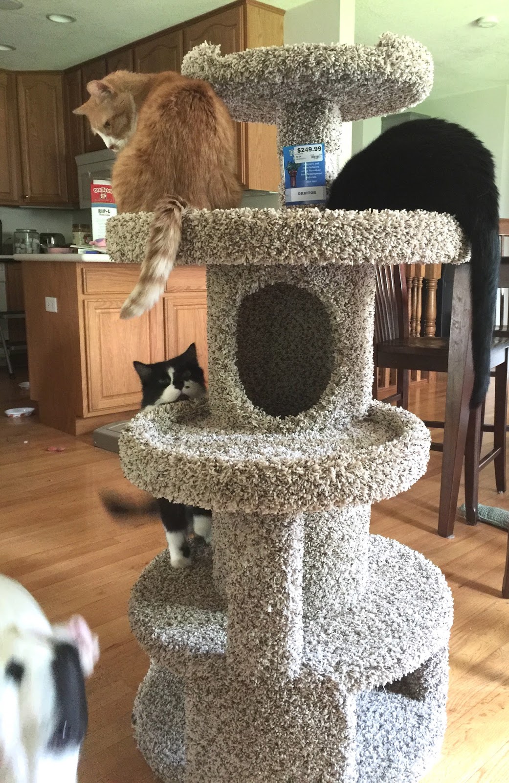 Custom Cat Purrniture Review | Meadow and Her Kitties: Pet Box Review