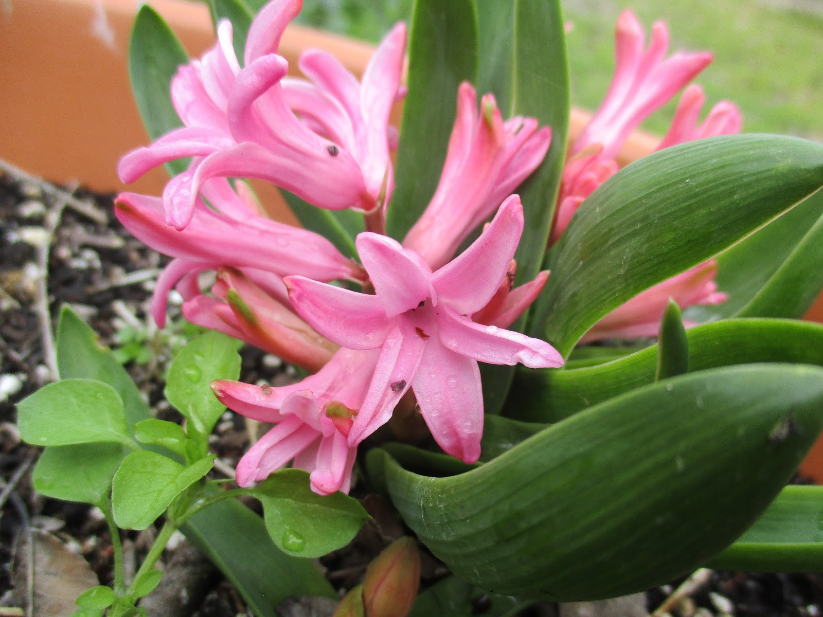 J Ruiz en la red: Flores para despertar o despertar con flores