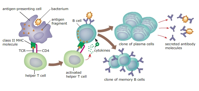 # 61 Action of T-lymphocytes | Biology Notes for A level