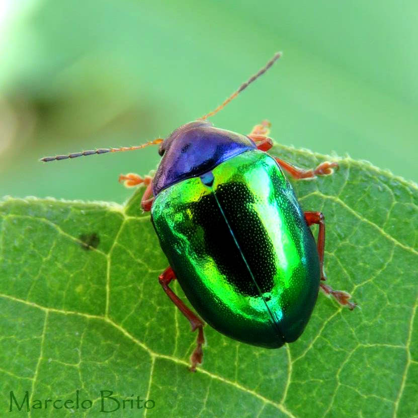 Insetologia - Identificação de insetos: Besouro Verde Iphimeis em Minas ...