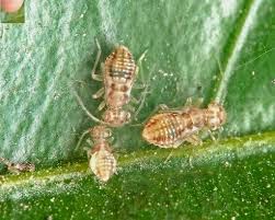 BIOLOGÍA DEL SUELO: MESOFAUNA