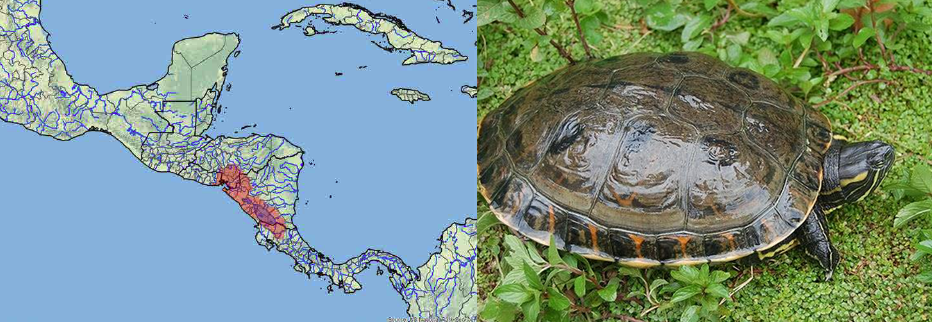 Genus Trachemys - Kura kura peluncur ( Slider Turtle ) - Turtle of the ...