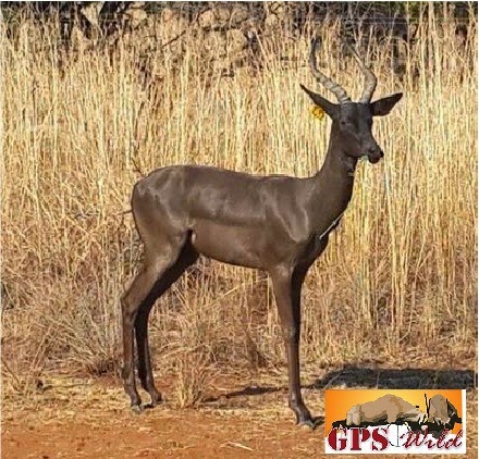 GPS Wild: SWART ROOIBOK RAM