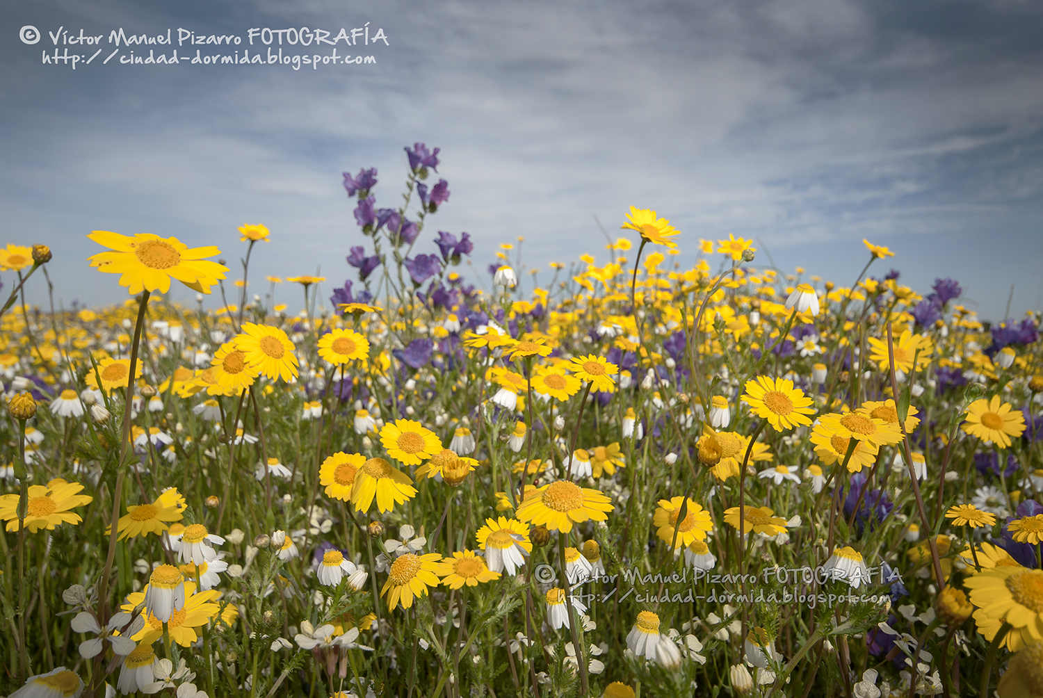 Ciudad-dormida: Fotografiando la primavera en las dehesas de ...