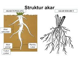 Pengertian Akar | Pengertian ILMU