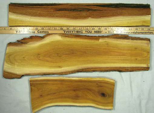 UNDER THE FLAPS: The Osage Orange Tree and Robin Hood