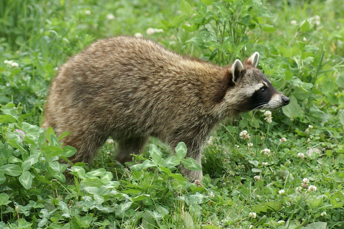 Faaxaal - Photos nature gratuites et libres de droits: Photo de ...