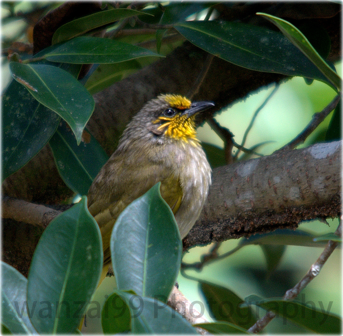 wanzai99 PHOTOGRAPHY: Burung Merbah Luris Leher