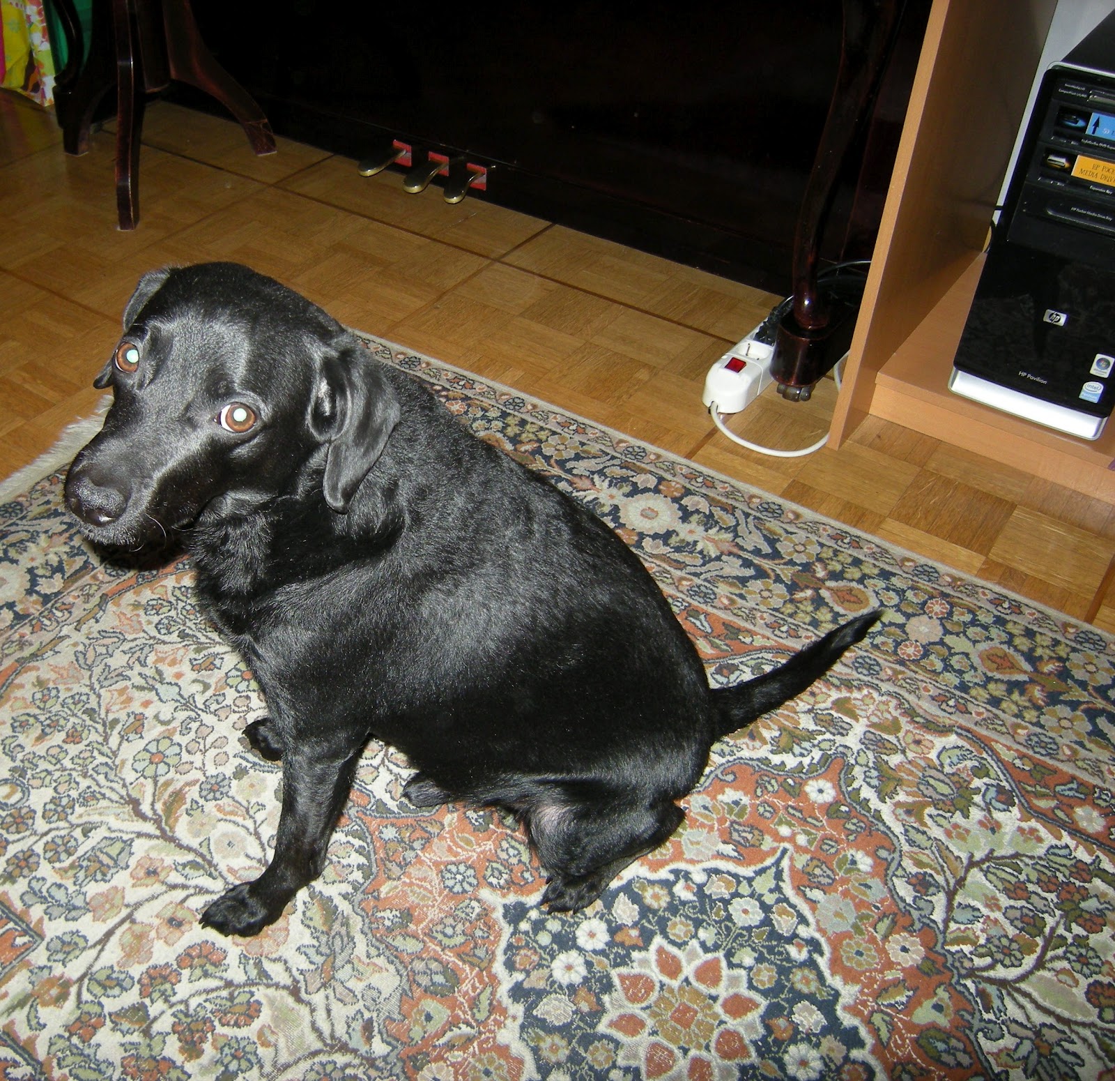Io & Artù: IL CANE COMPUTER