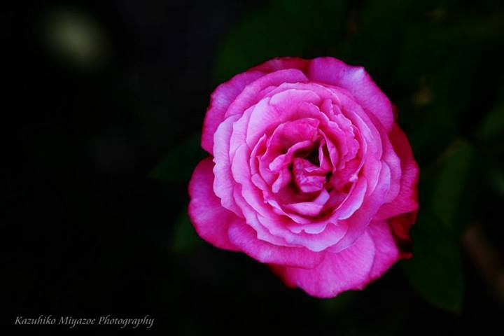 cericerichan: Mawar : Simbol Serta Maknanya Dalam Berbagai Budaya dan Agama