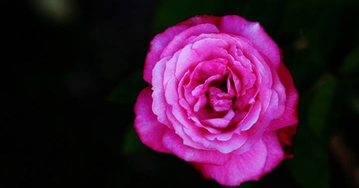 cericerichan: Mawar : Simbol Serta Maknanya Dalam Berbagai Budaya dan Agama