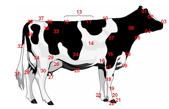 ': EBL 04 - Partes do corpo da vaca leiteira