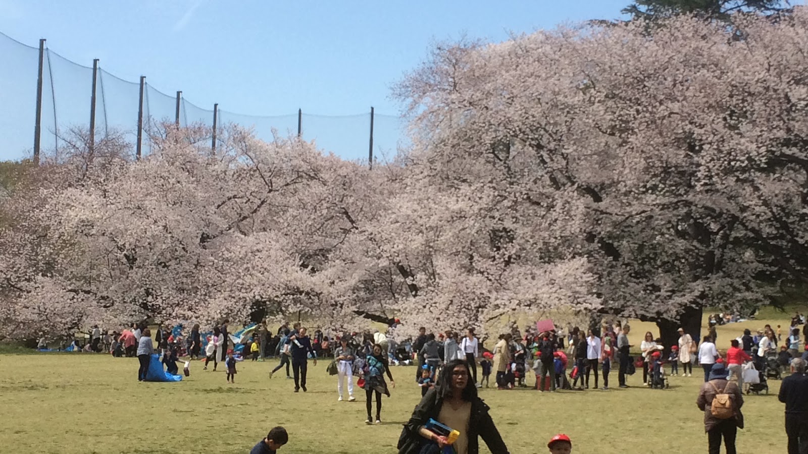 Our Adventures in Japan: sakura walk (kinuta park)