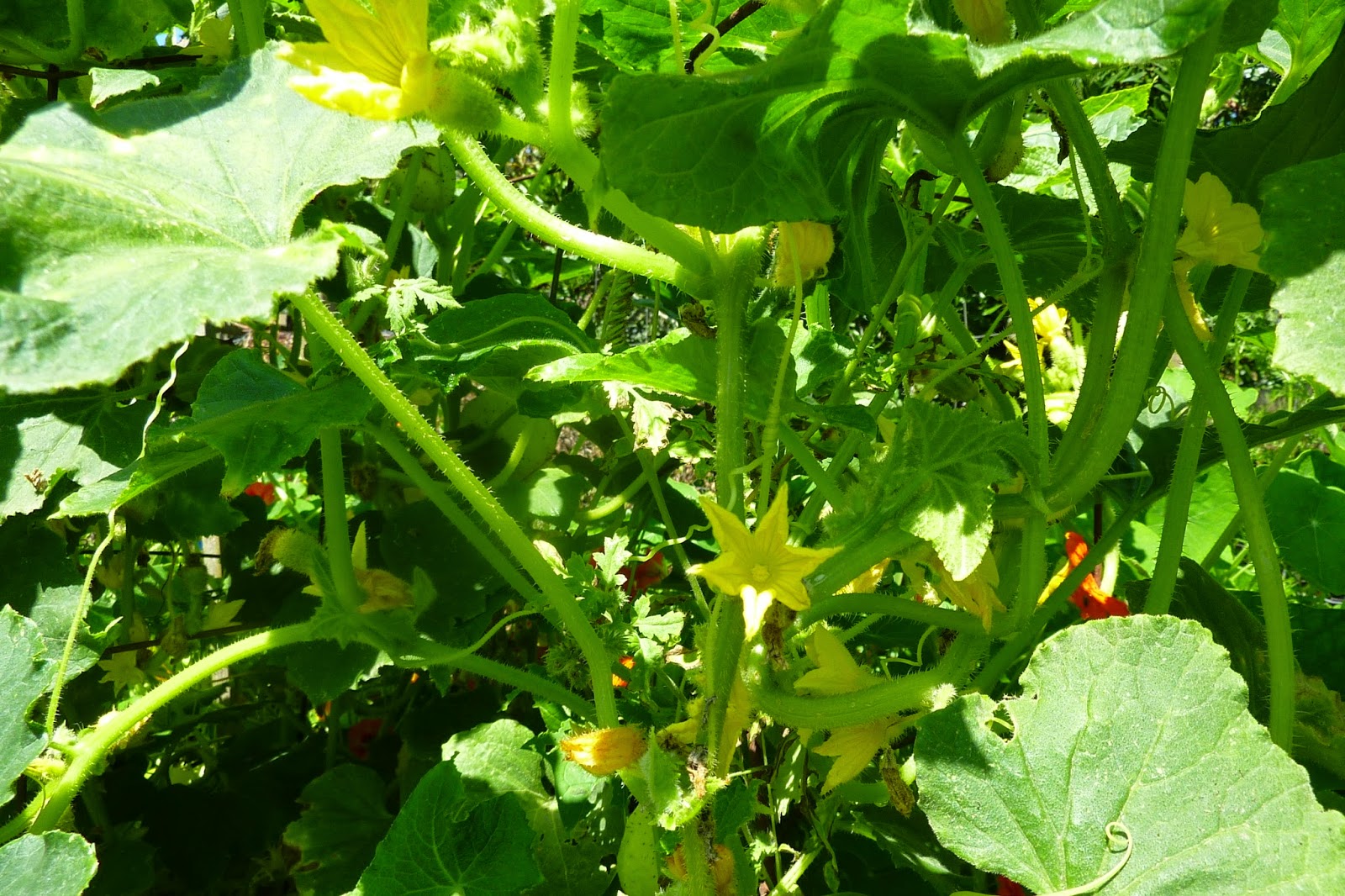 BE-ing Rooted: a Practice in Essential Living: Herbal Vinegars and ...