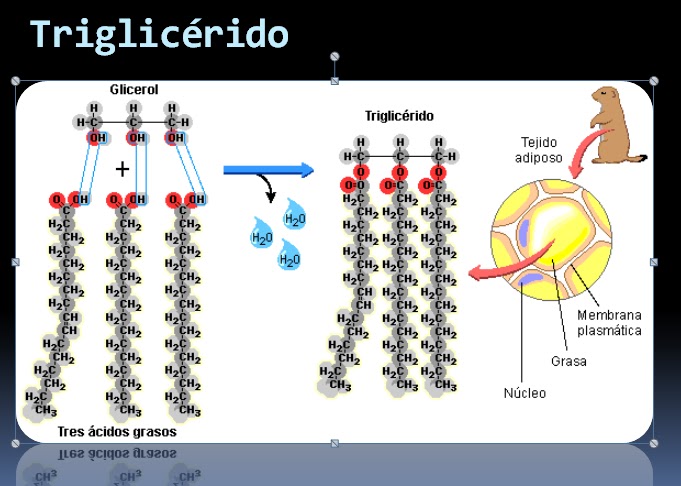 lípidos: ESTOS SON LOS TRIGLICERIDOS