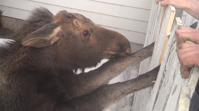 White Wolf : Dramatic Rescue of a Baby Moose Caught in a Fence