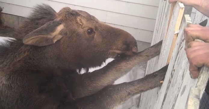 White Wolf : Dramatic Rescue of a Baby Moose Caught in a Fence