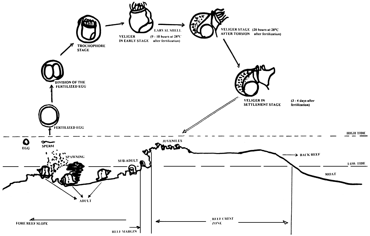 Spawning trochus snails. | Ultimate Reef